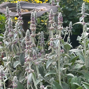 1 Lamb’s Ear or Silver Carpet Plants Organic and Home Grown - Etsy