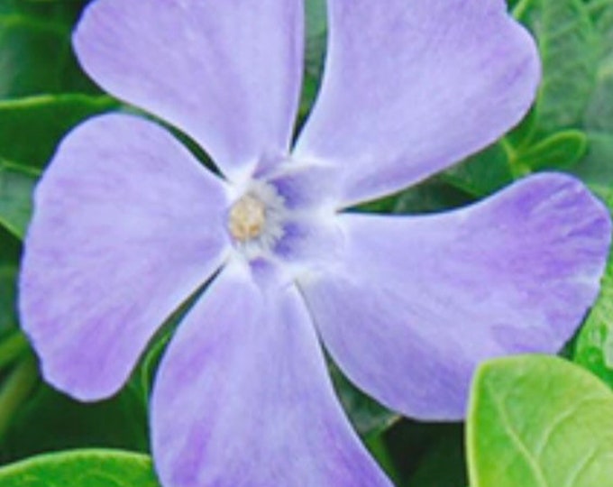2 Vinca Periwinkle/creeping Myrtle Plant - Etsy