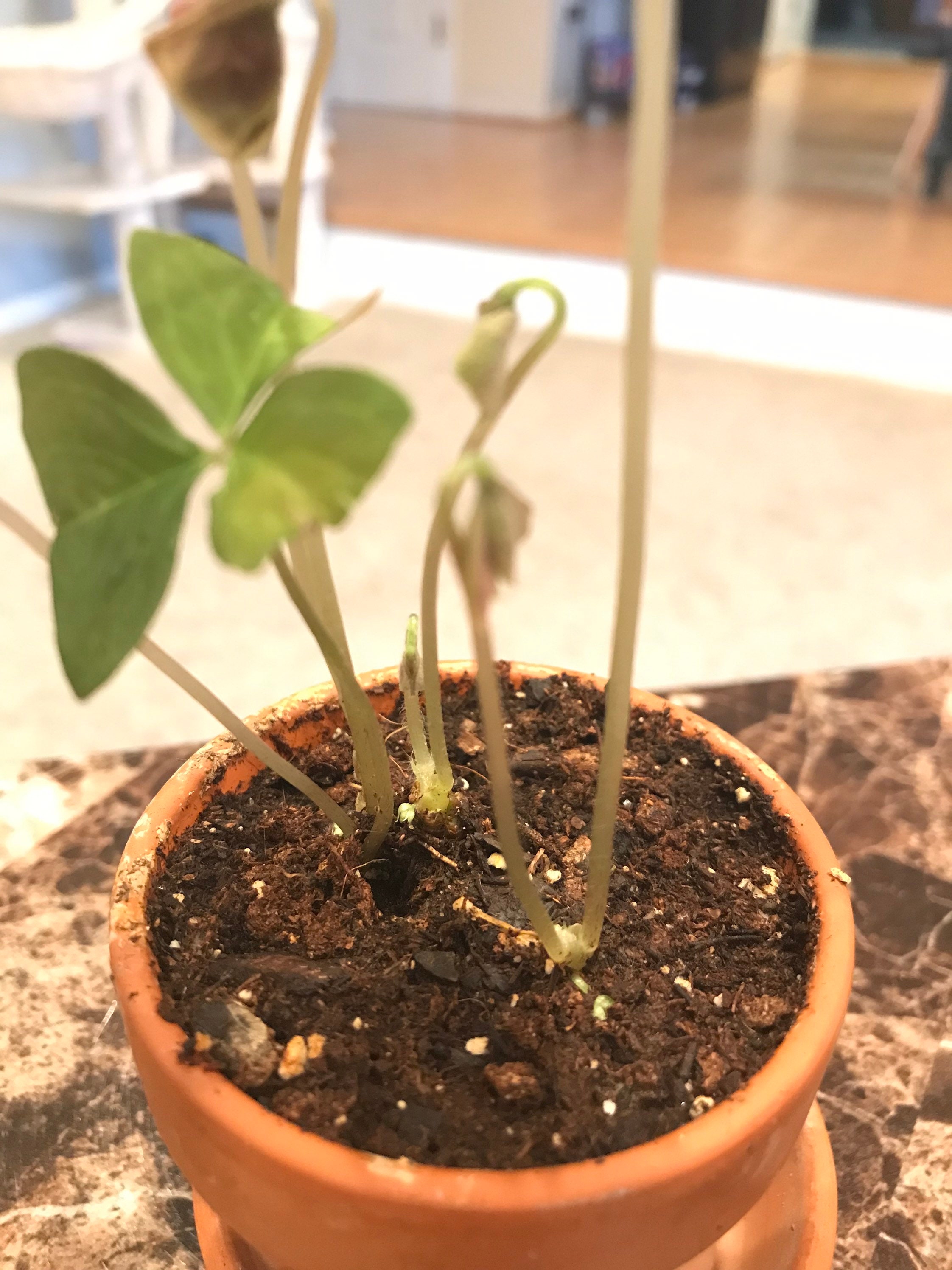 2 Shamrock/green Oxalis Corms plant Roots for You to Grow Your Own Full ...