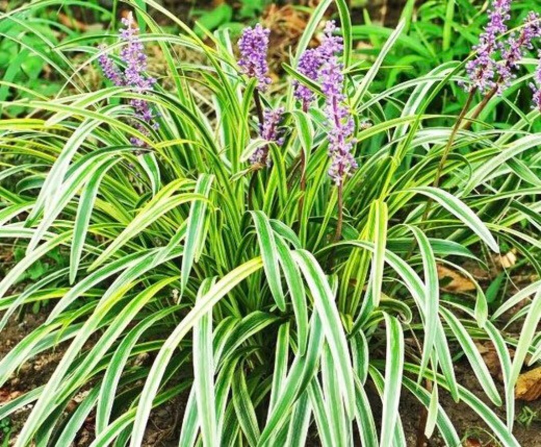 Liriope Verigated 2 Inch Root to Start Your Own Perennial Plant - Etsy