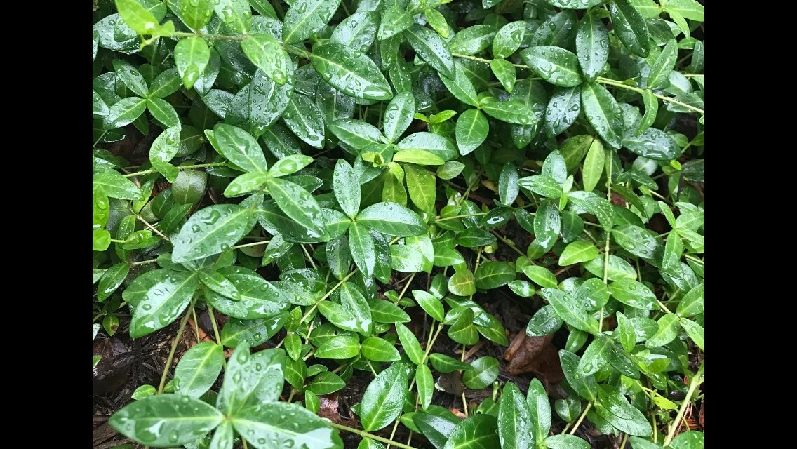 2 Vinca Periwinkle/creeping Myrtle Plant - Etsy