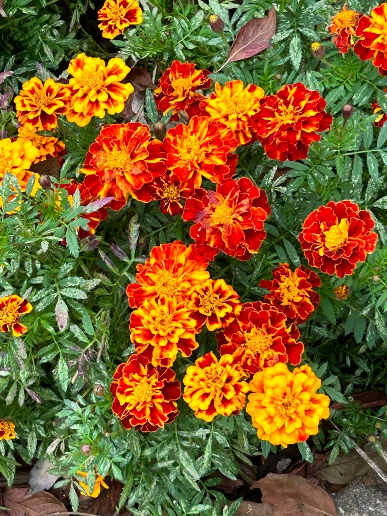French Marigold Sparky Mix Organic and Heirloom - Etsy
