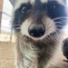 Raccoon "adoption" Package 2025 SYMBOLIC ADOPTION - Etsy