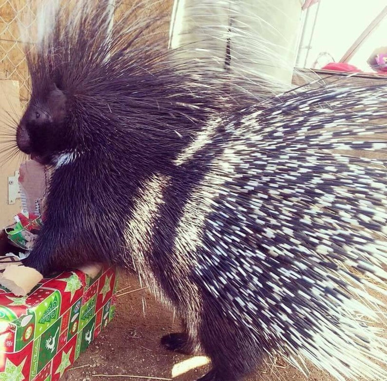 Real African Porcupine Quill Hair Stick Accessory - Etsy