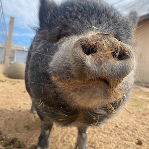 Potbelly Pig "adoption" Package 2025 - Etsy