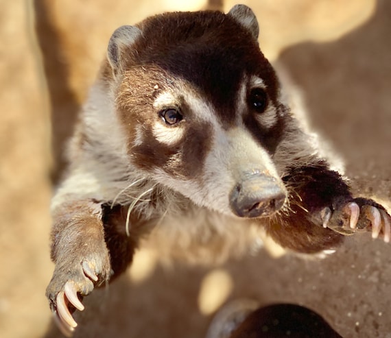 Coatimundi