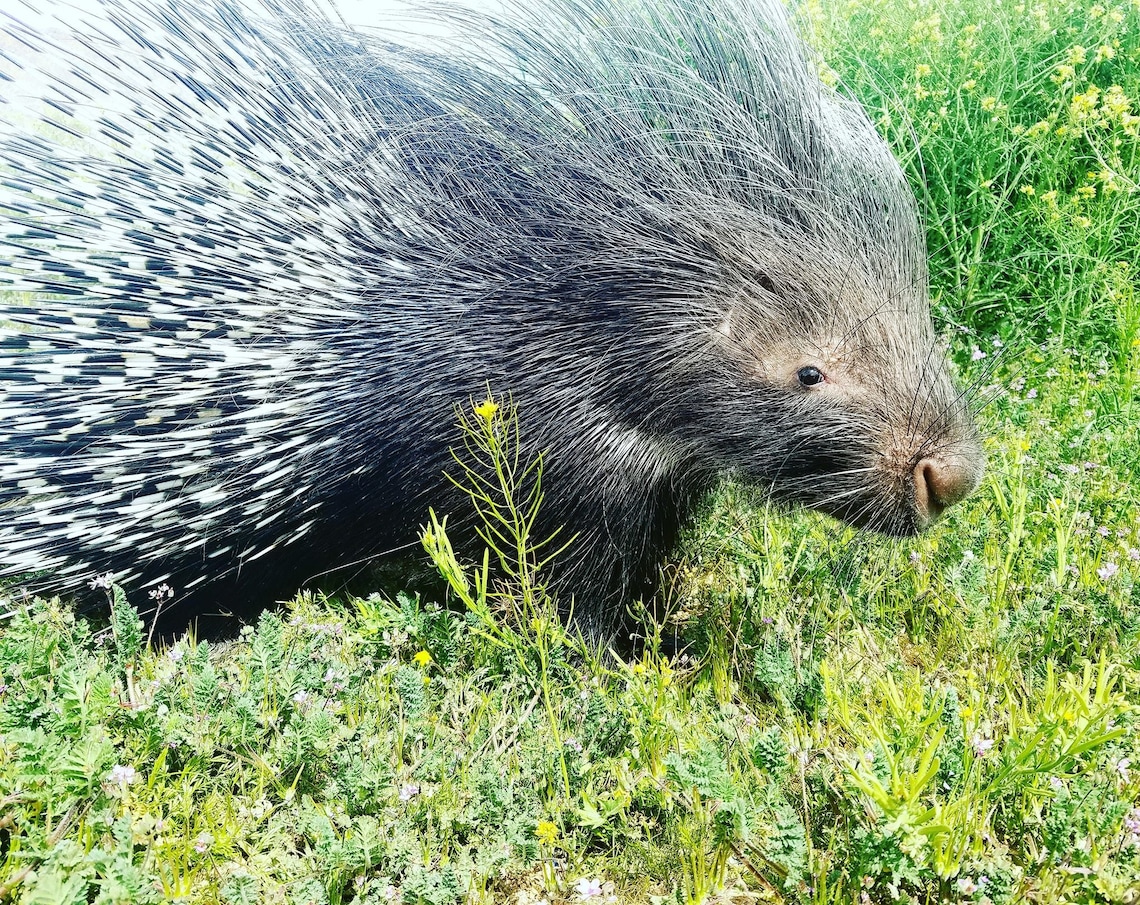 Real African Porcupine Quill Hair Stick Accessory - Etsy