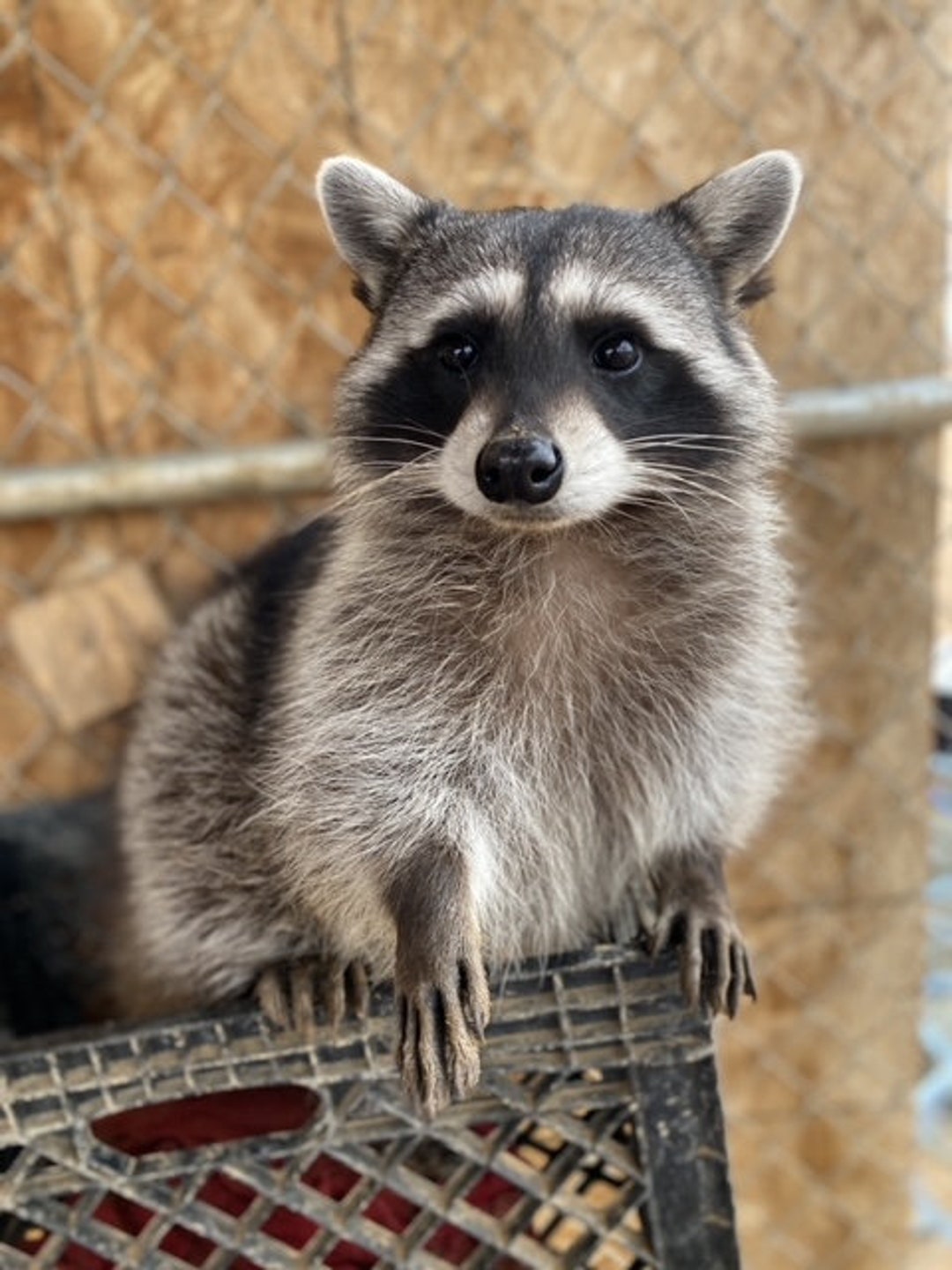 Buy Raccoon "adoption" Package 2025 and 2026 SYMBOLIC ADOPTION Online ...