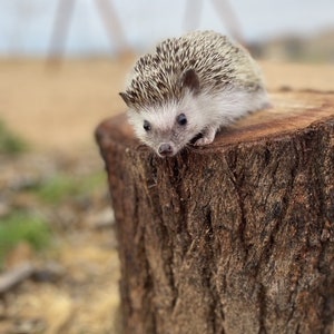 Hedgehog "adoption" Package 2025 and 2026 SYMBOLIC ADOPTION - Etsy Canada
