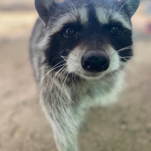 Raccoon "adoption" Package 2025 SYMBOLIC ADOPTION - Etsy