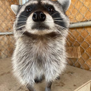 Raccoon "adoption" Package 2025 SYMBOLIC ADOPTION - Etsy