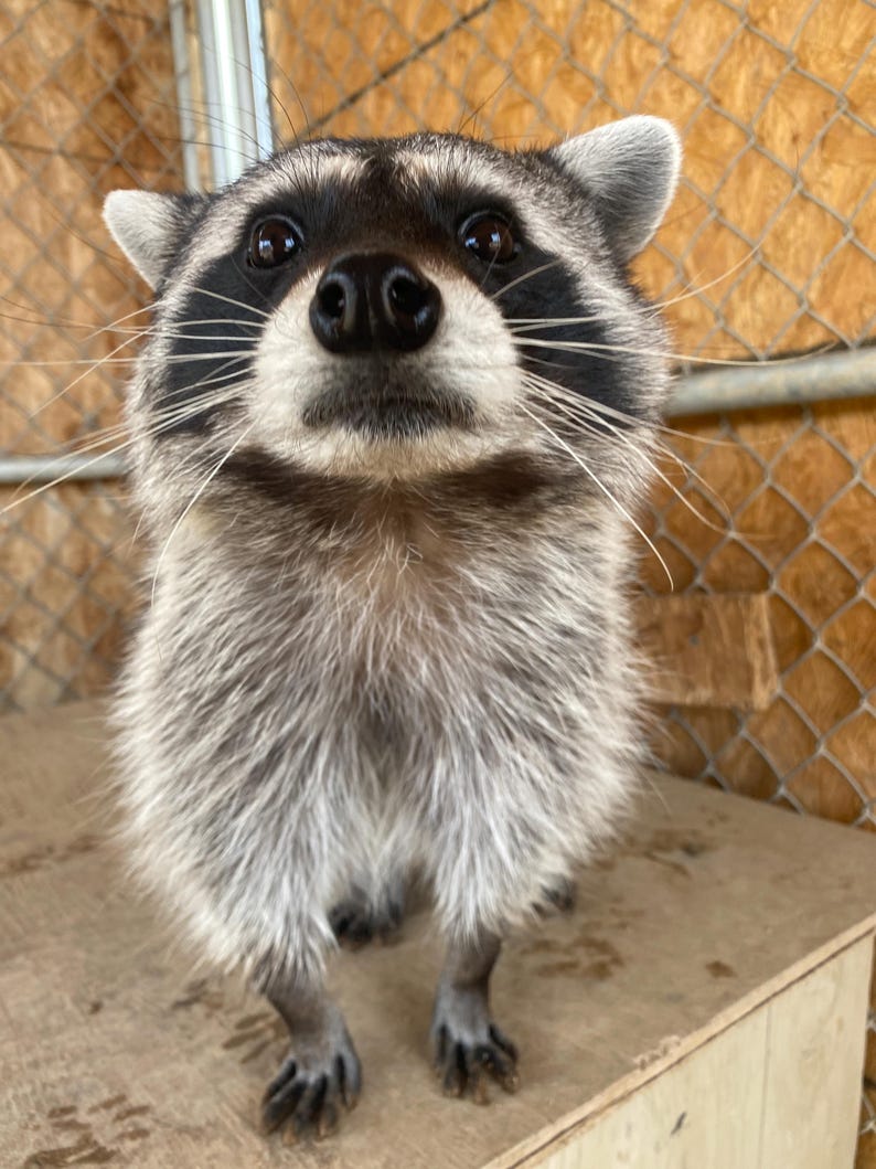 Raccoon "adoption" Package 2026 SYMBOLIC ADOPTION - Etsy