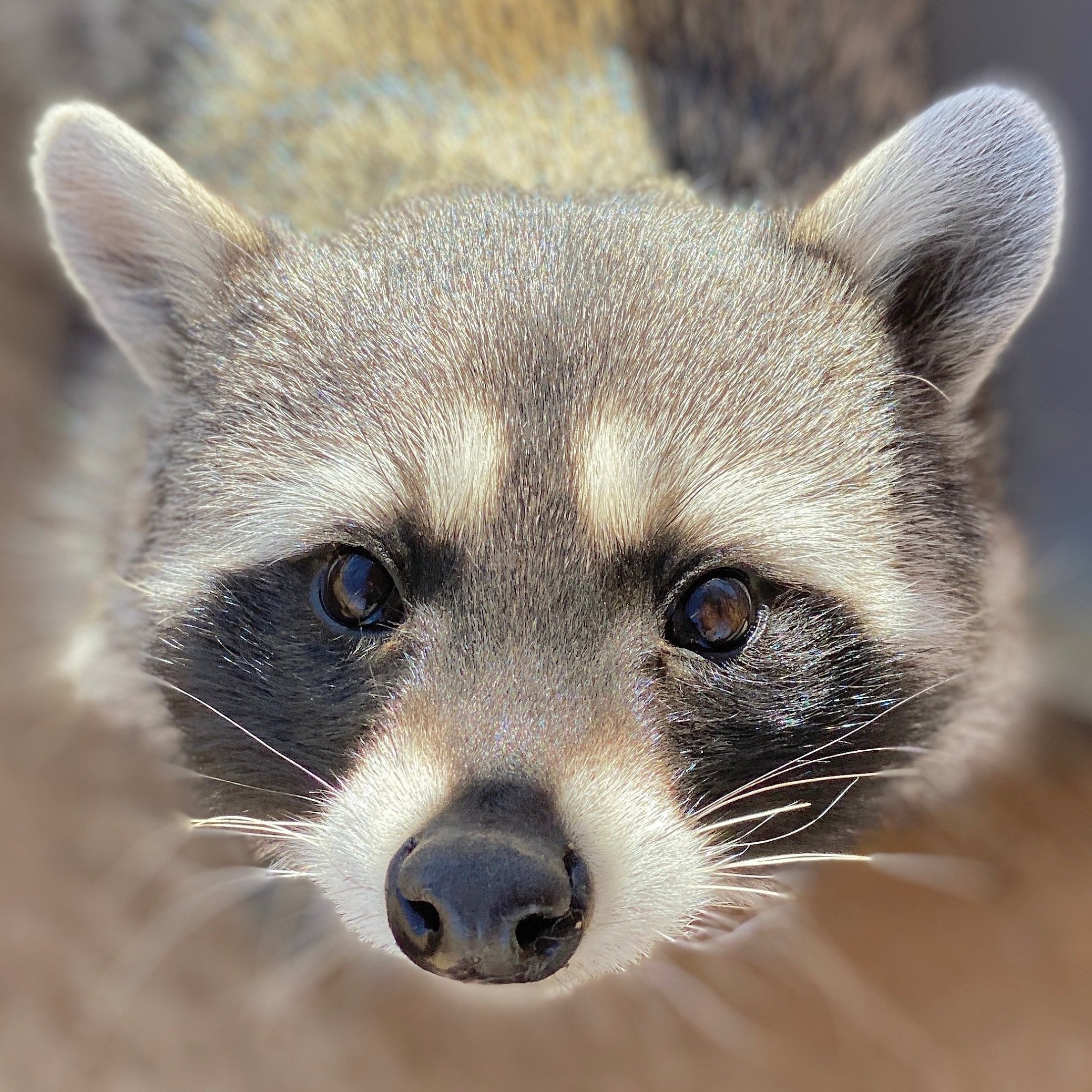 Raccoon Adoption - Etsy UK