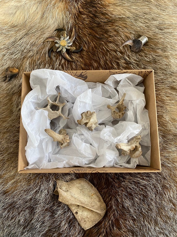 Vertebral Bone Badger Mystery Box Set of 5 / Curiosities / - Etsy