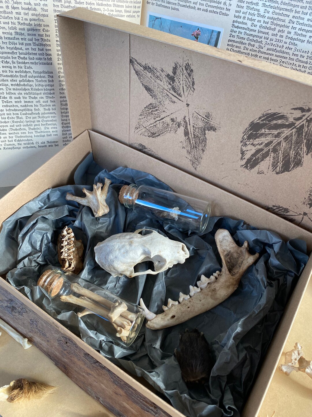 Mystery Box SPOOKIE EDITION Curiosities Teeth, Claws, Bones, Skull ...