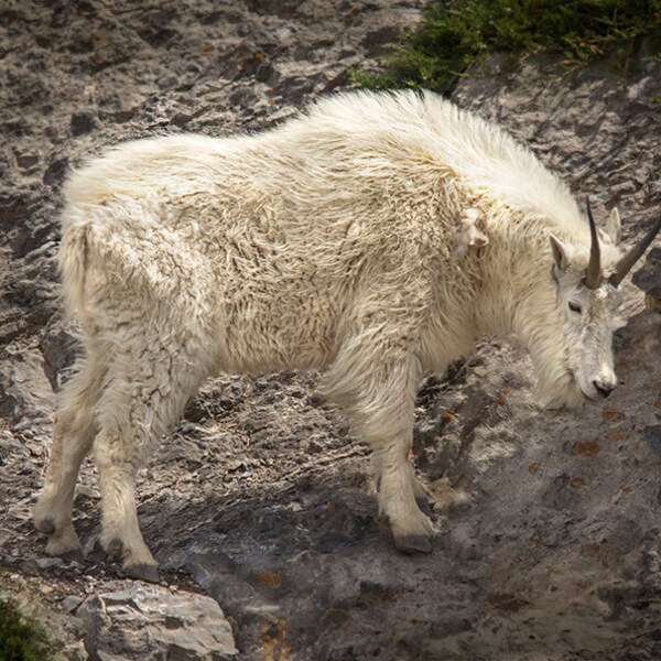 Goat Print - Etsy Canada