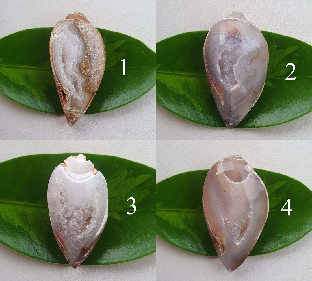 Gastropod Crystallized Fossil Shell Beautiful Gastropod - Etsy