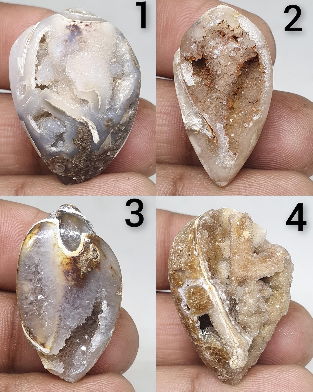 Gastropod Crystallized Fossil Shell Beautiful Gastropod Crystallized ...