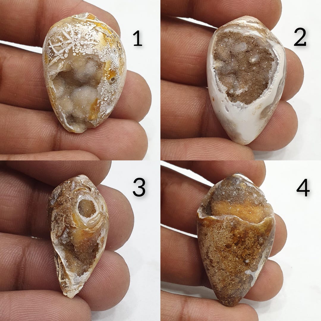 Gastropod Crystallized Fossil Shell Beautiful Gastropod Crystallized ...