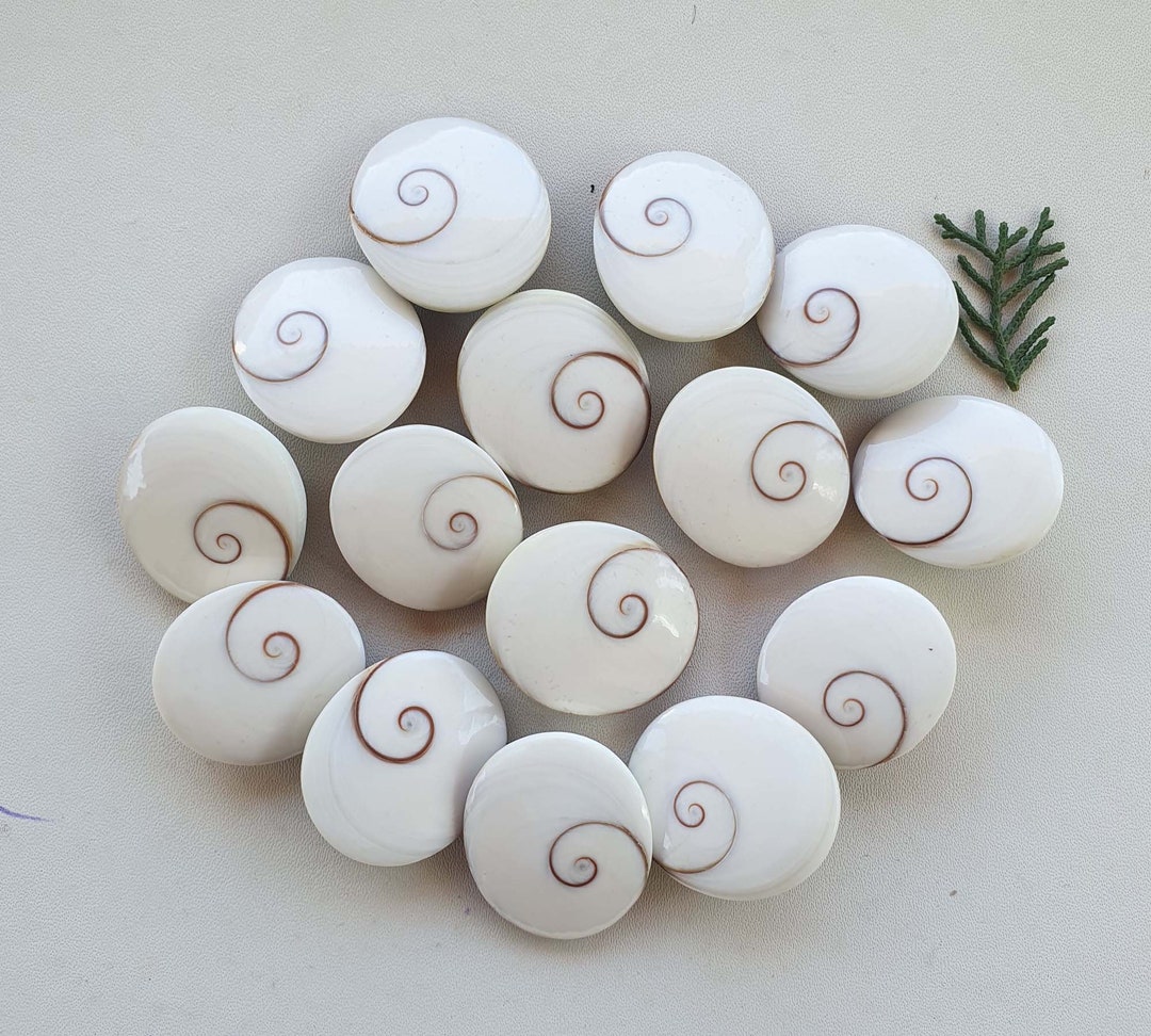 Natural Shiva Eye Fossil Shell Cabochon Smooth Oval Shape - Etsy