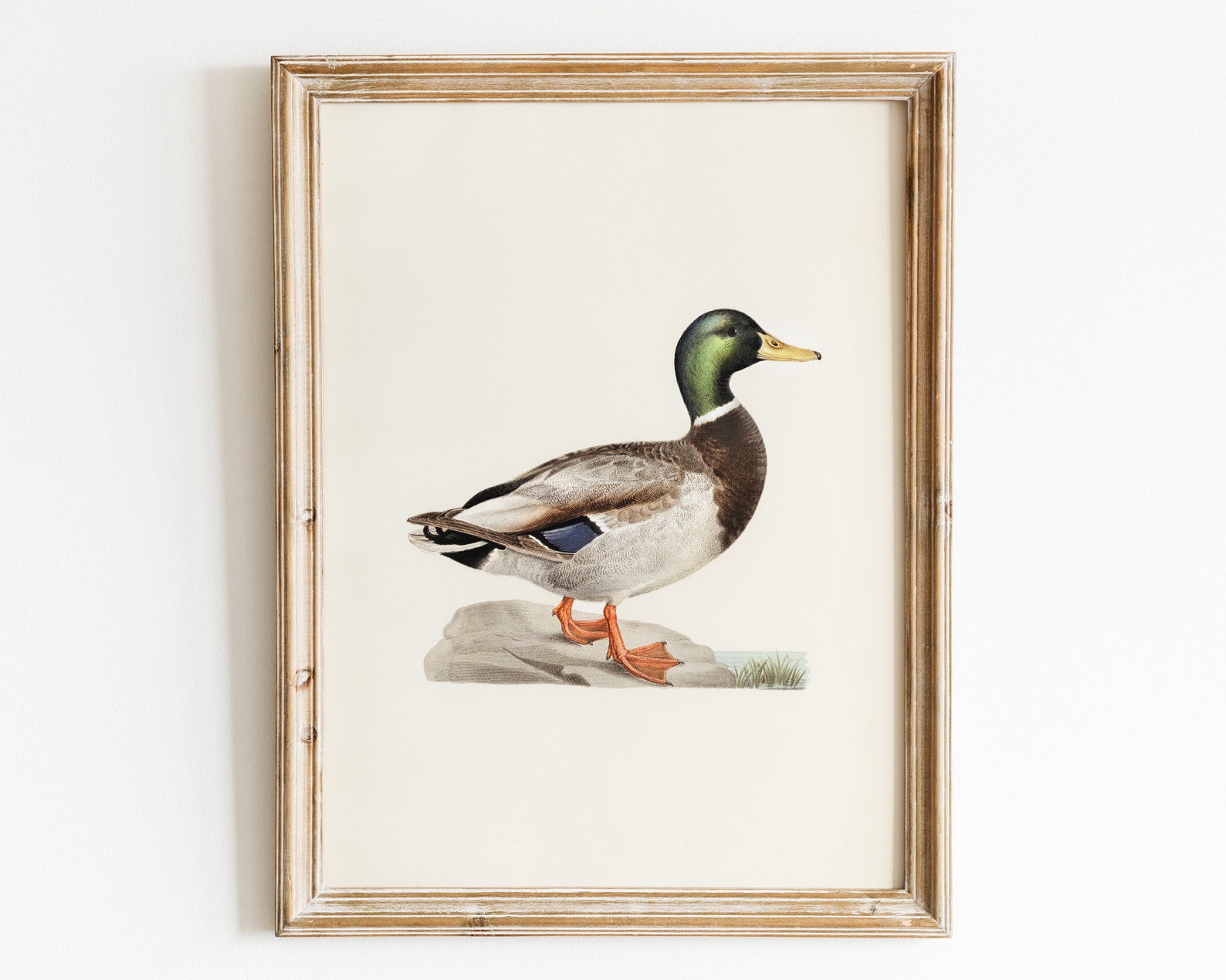 Vintage Duck Wall Art Printable Mallard Antique Wall Decor - Etsy