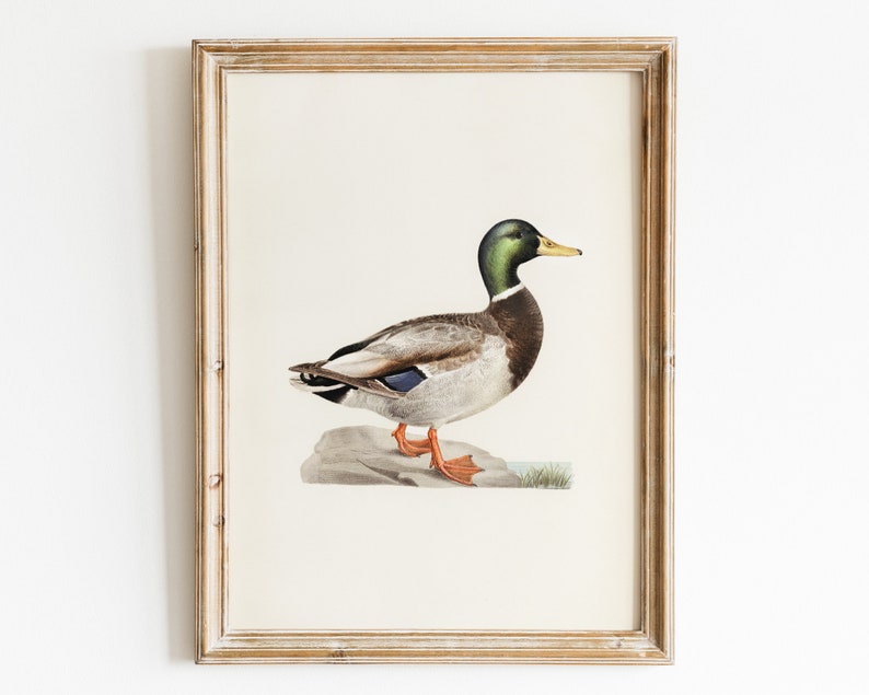Vintage Duck Wall Art Printable Mallard Antique Wall Decor - Etsy