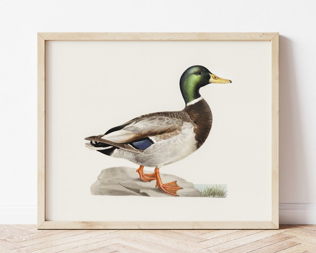 Antique Mallard Duck Wall Art, Printable Farmhouse Kitchen Wall Decor ...