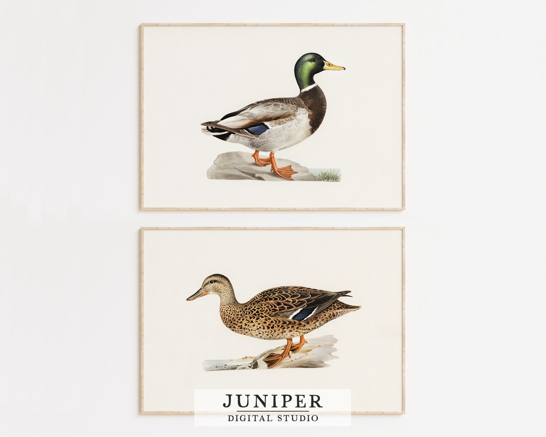 Antique Mallard Duck Wall Art, Printable Farmhouse Kitchen Set of 2 ...