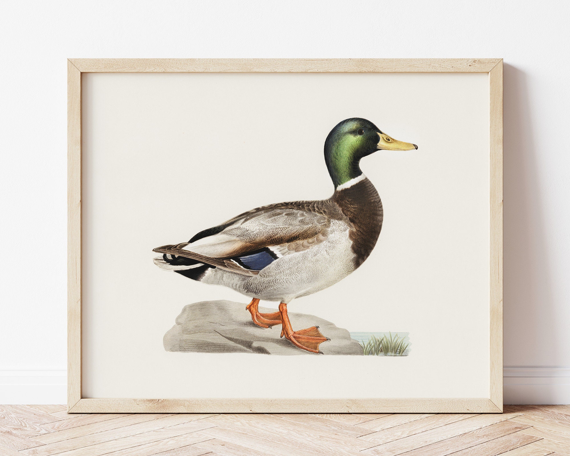 Antique Mallard Duck Wall Art Printable Farmhouse Kitchen Set - Etsy