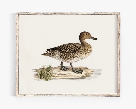 Antique Duck Drawing Art Print Vintage Printable Mallard - Etsy