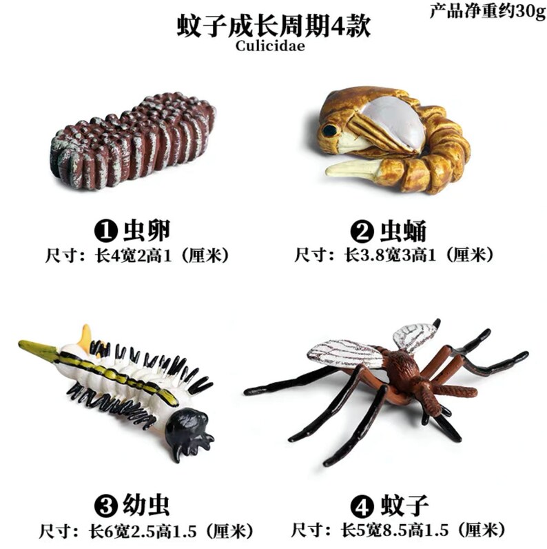 Animal Life Cycle Montessori Cock Ant Turtle Mosquito - Etsy