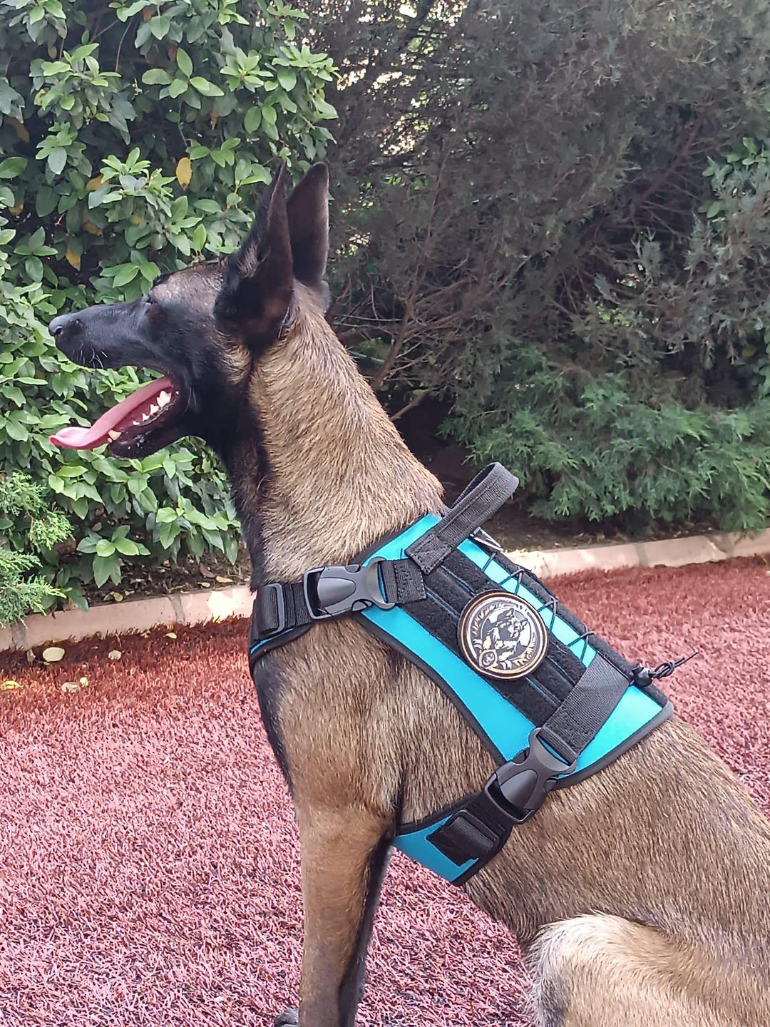 Tactical Chest and Back Collar With a Special Name for Your Dog Tactic ...