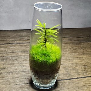 Live Moss Terrarium 6 Tall by 2 Diameter - Etsy