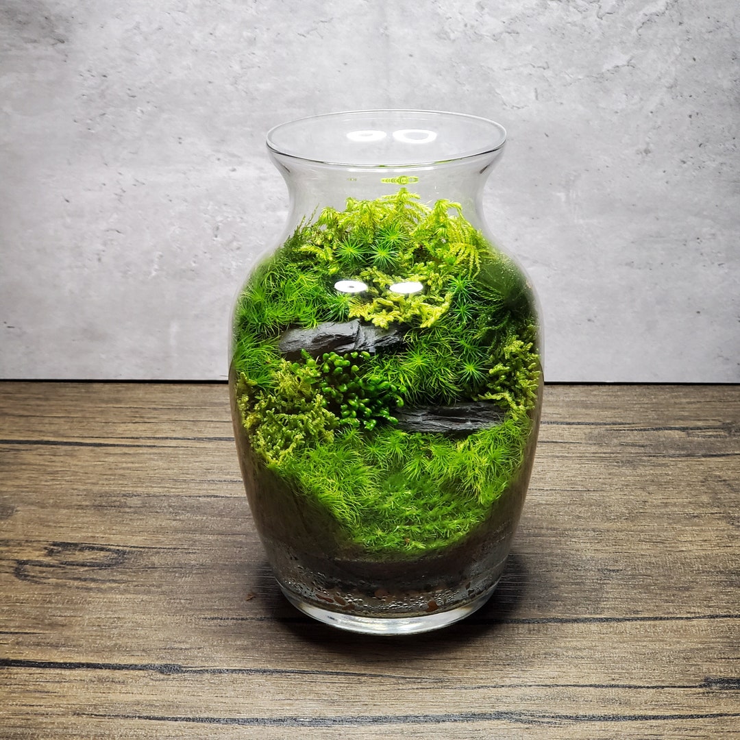 Live Moss Terrarium 7 Tall by 4.5 Wide - Etsy