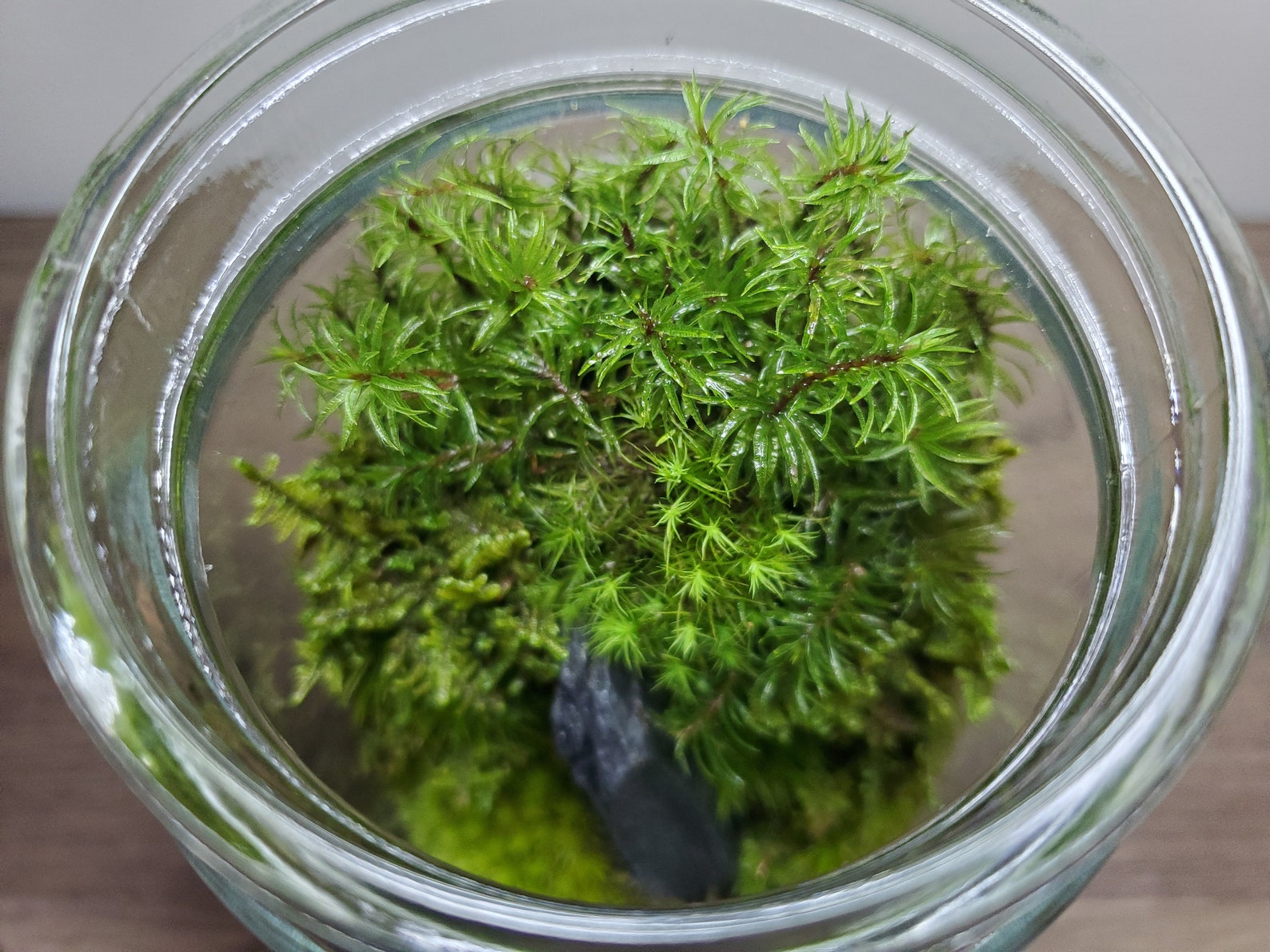 Live Moss Jar Terrarium With See Through Lid - Etsy