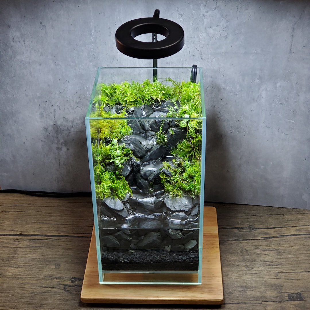 Live Moss Waterfall Terrarium 12 Tall, 6.5 Wide - Etsy