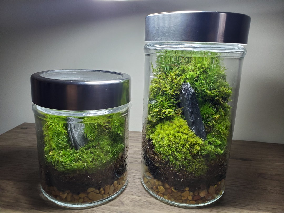 Live Moss Jar Terrarium With See Through Lid - Etsy