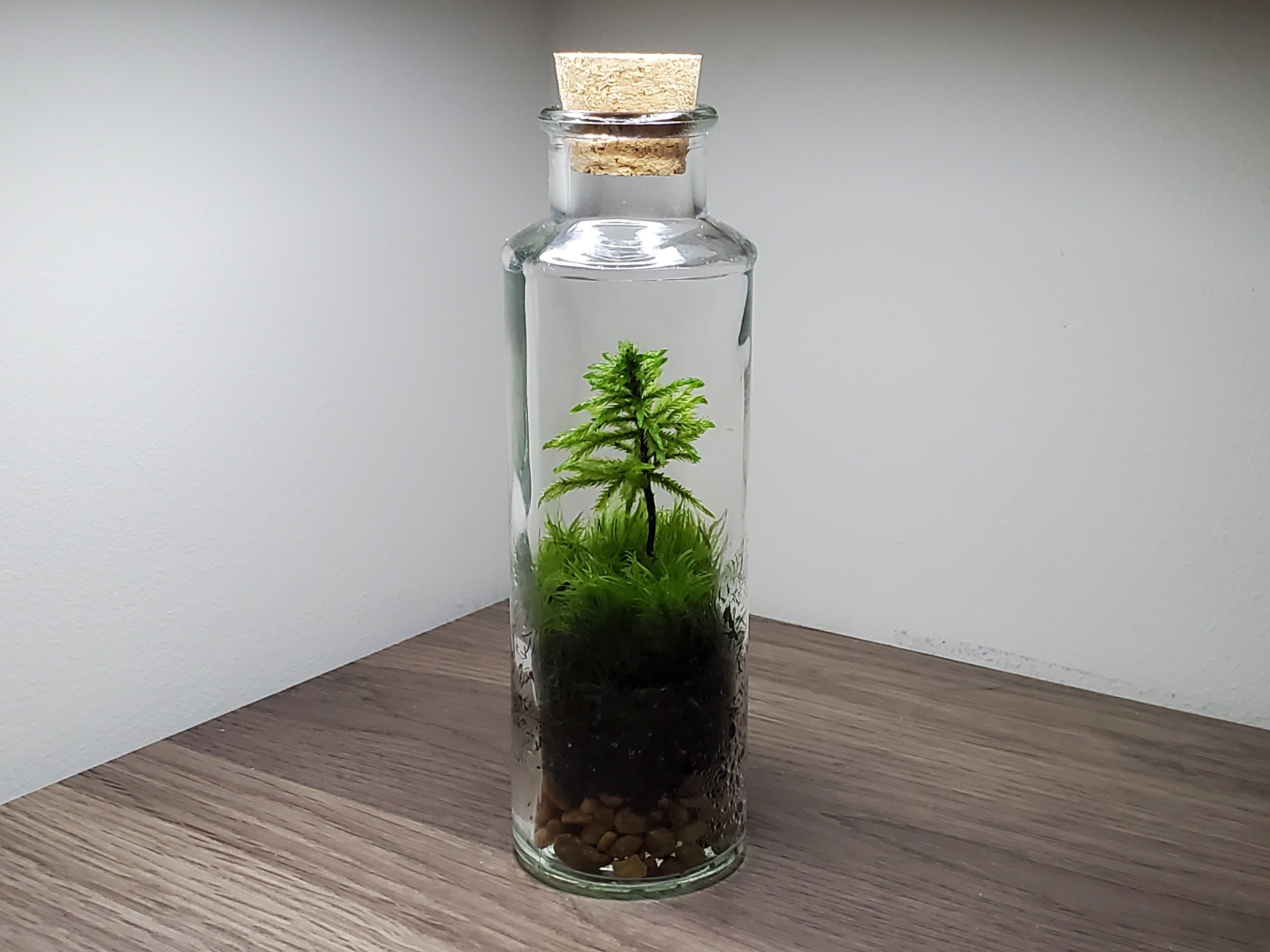 Live Moss Terrarium 6 Tall by 1.75 Diameter - Etsy