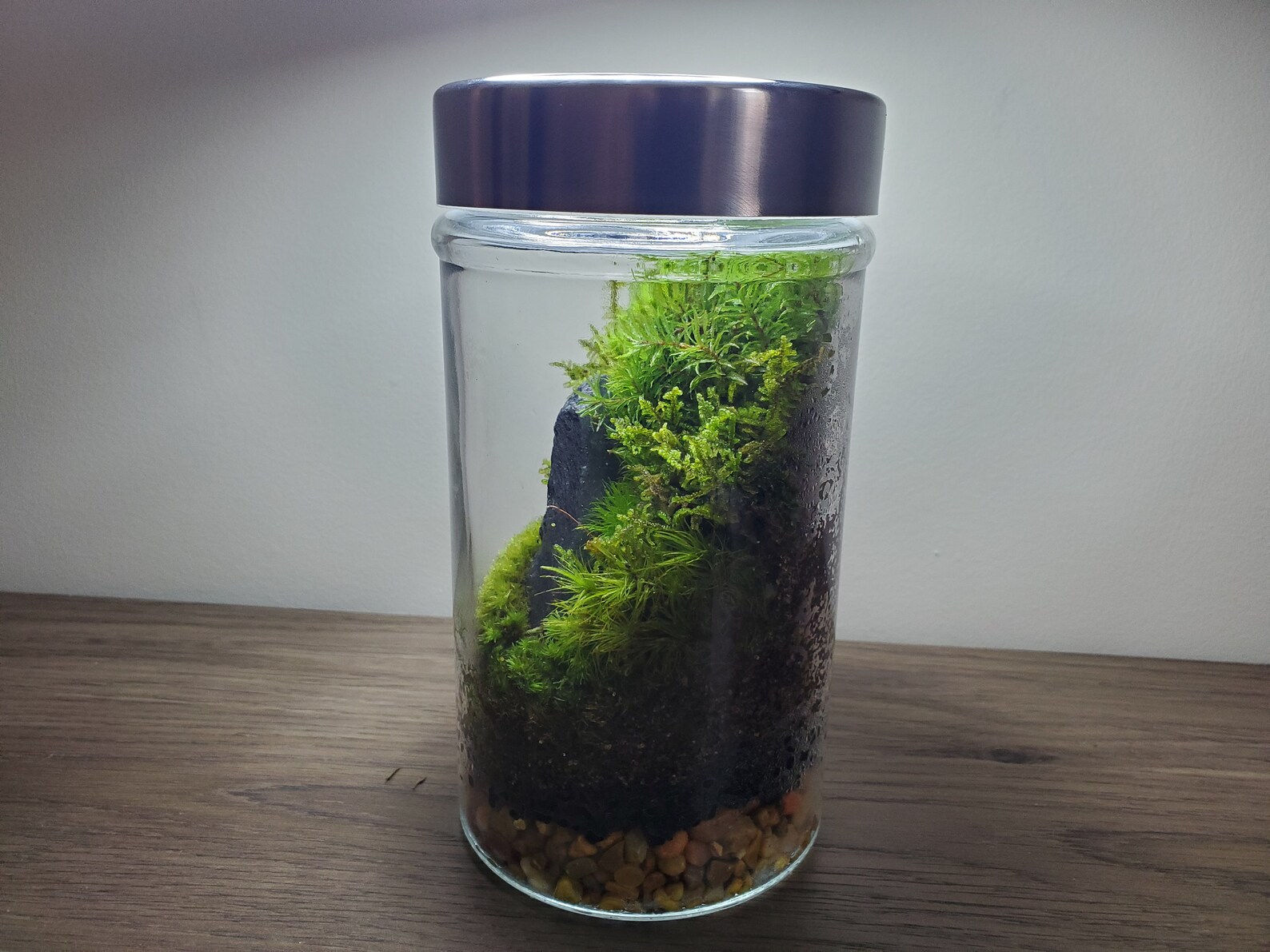 Live Moss Jar Terrarium With See Through Lid - Etsy