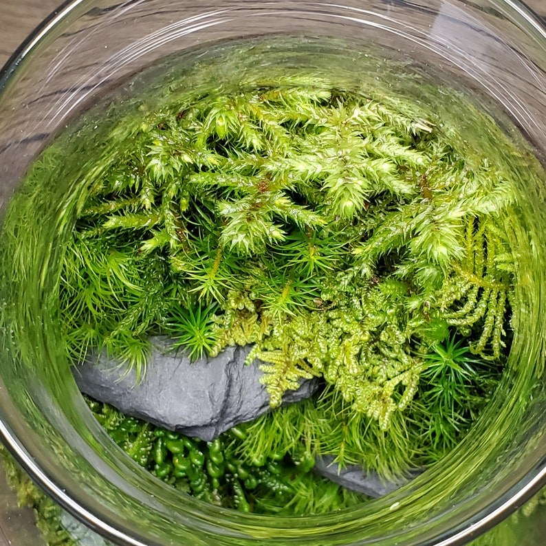 Live Moss Terrarium 7 Tall by 4.5 Wide - Etsy