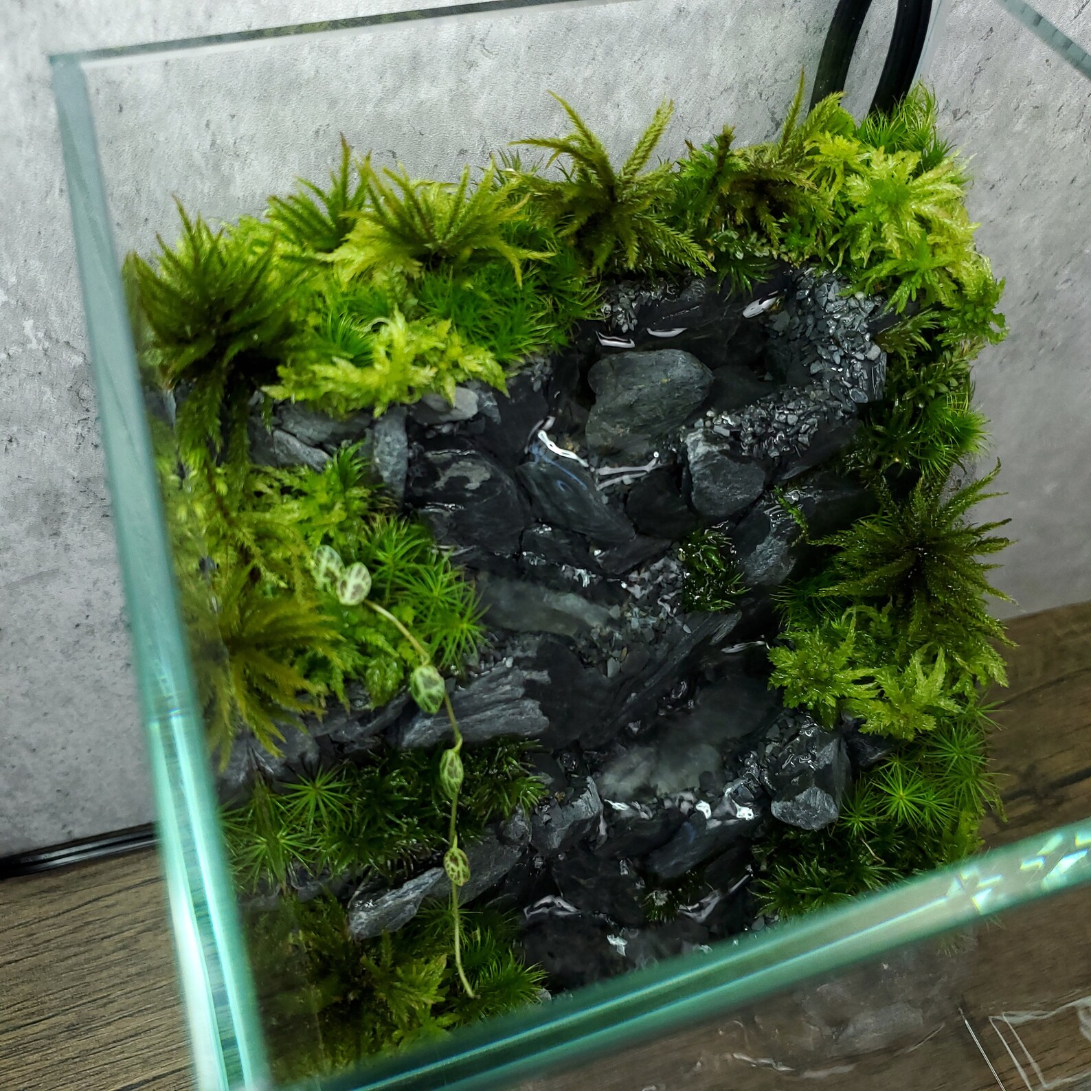 Live Moss Waterfall Terrarium 12 Tall 6.5 Wide - Etsy