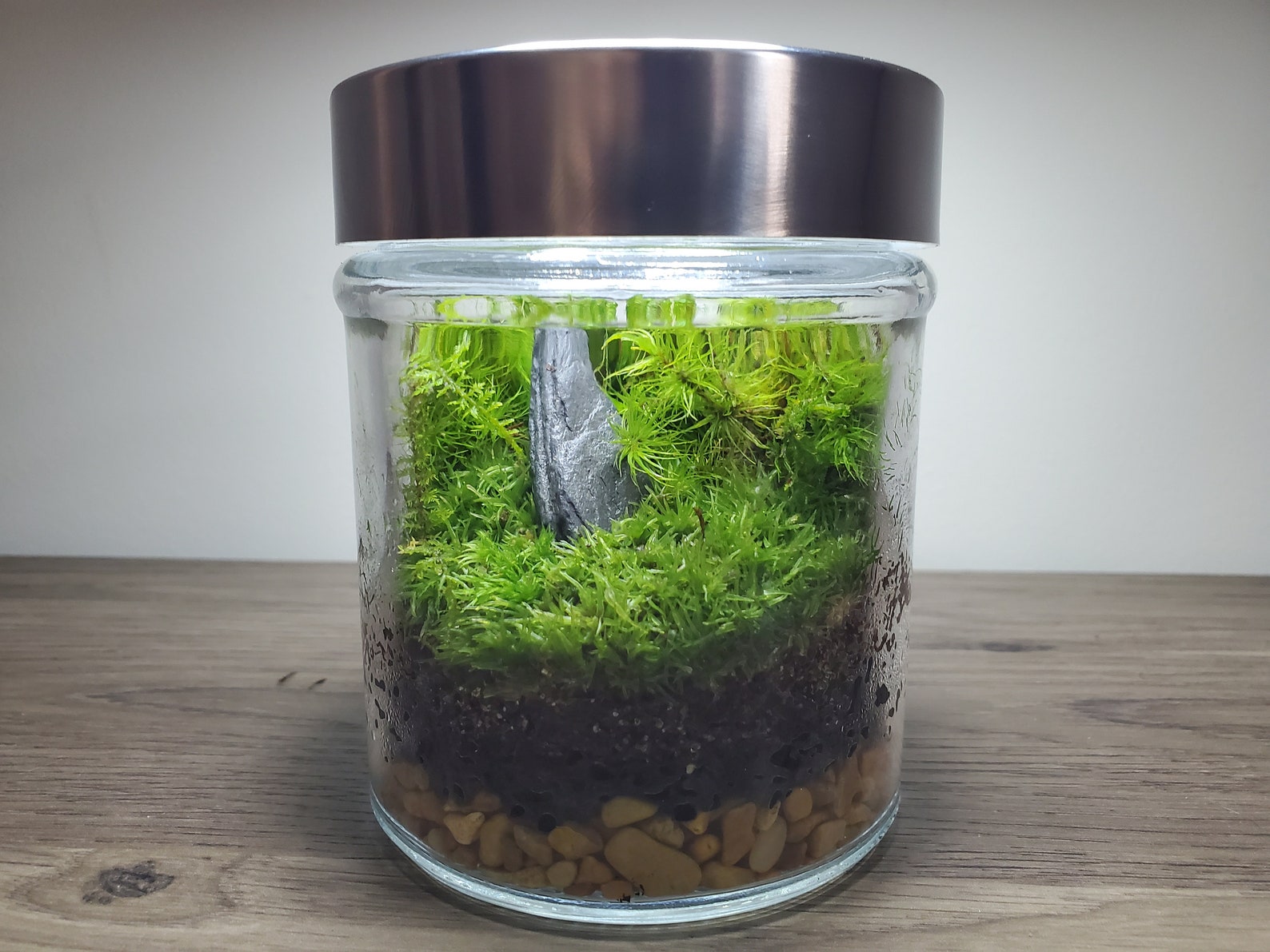 Live Moss Jar Terrarium With See Through Lid - Etsy