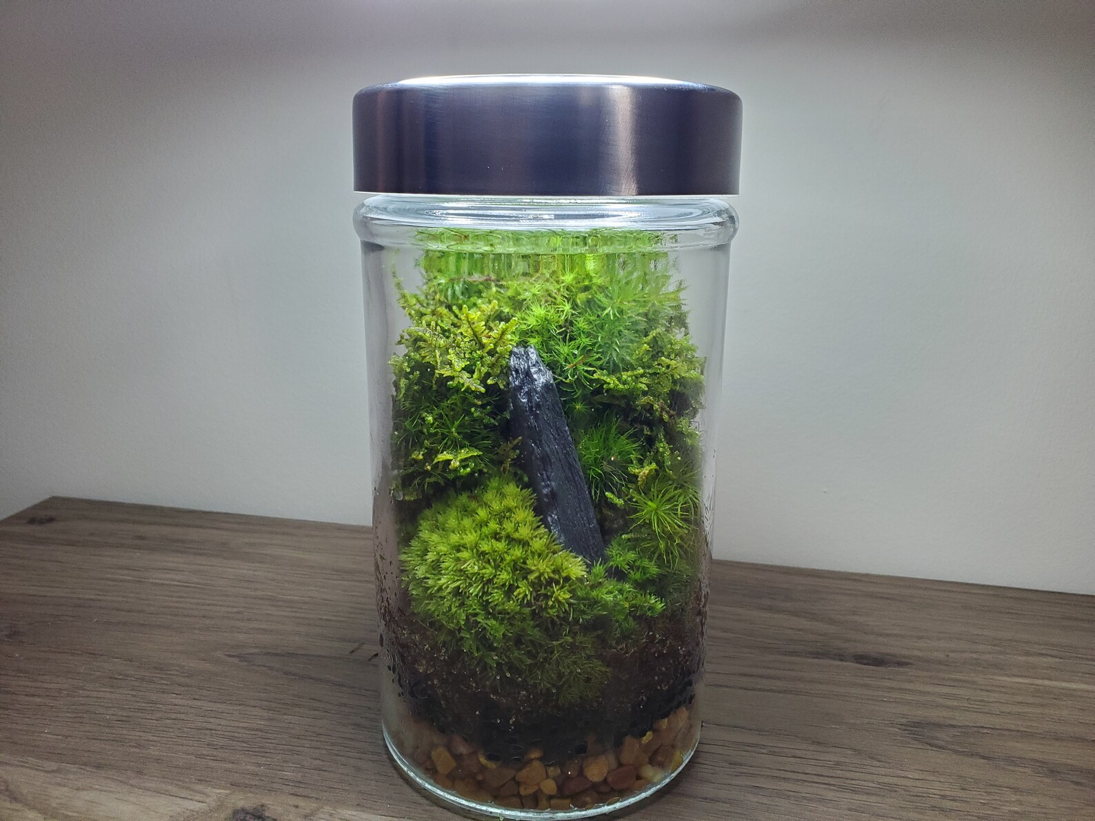 Live Moss Jar Terrarium With See Through Lid - Etsy