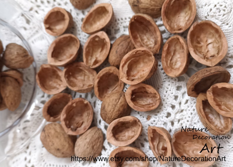 Walnut Shell Halves for Crafts and Decoration Nature - Etsy