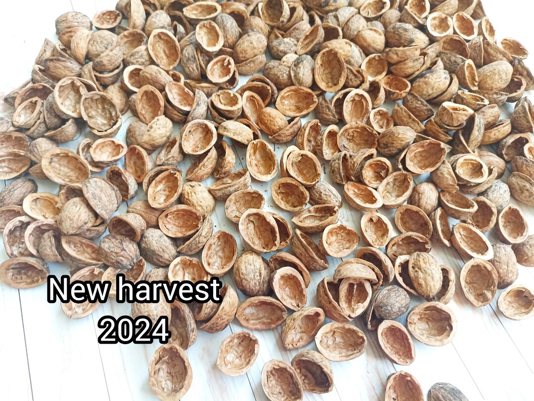 Small Walnut Shell Halves, Crafts and Decoration at Home and Office ...