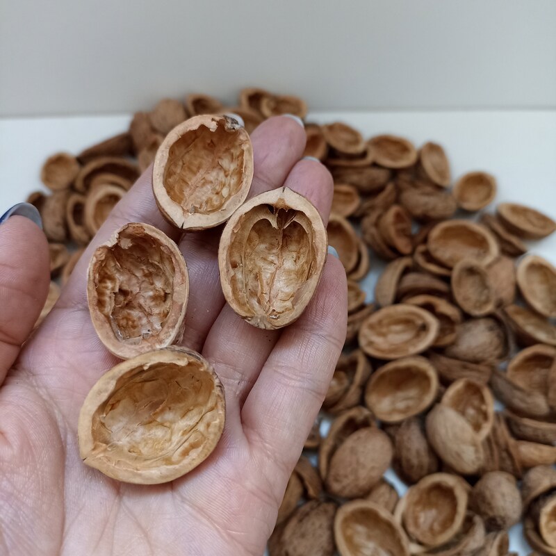 Walnut Shells - Etsy