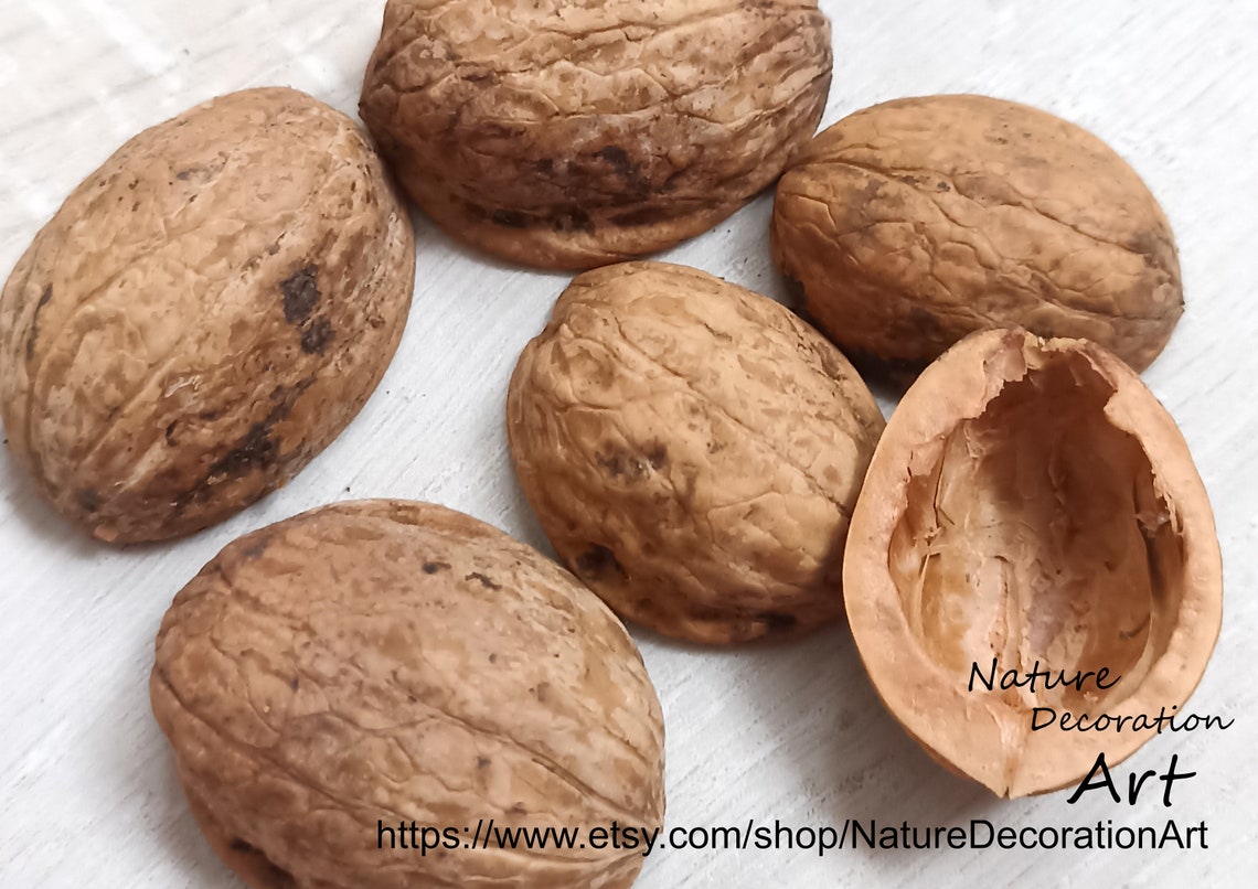 Walnut Shell Halves for Crafts and Decoration Nature - Etsy