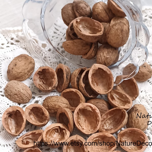 Walnut Shell - Etsy