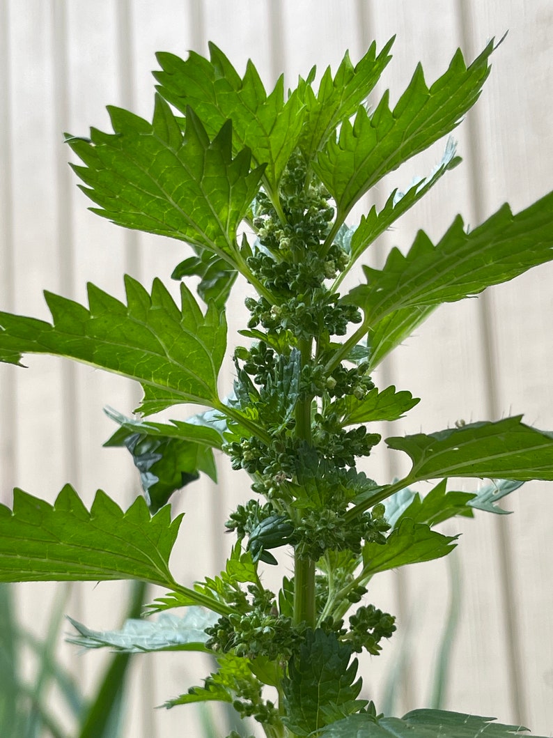 Stinging Nettle Seeds - Etsy