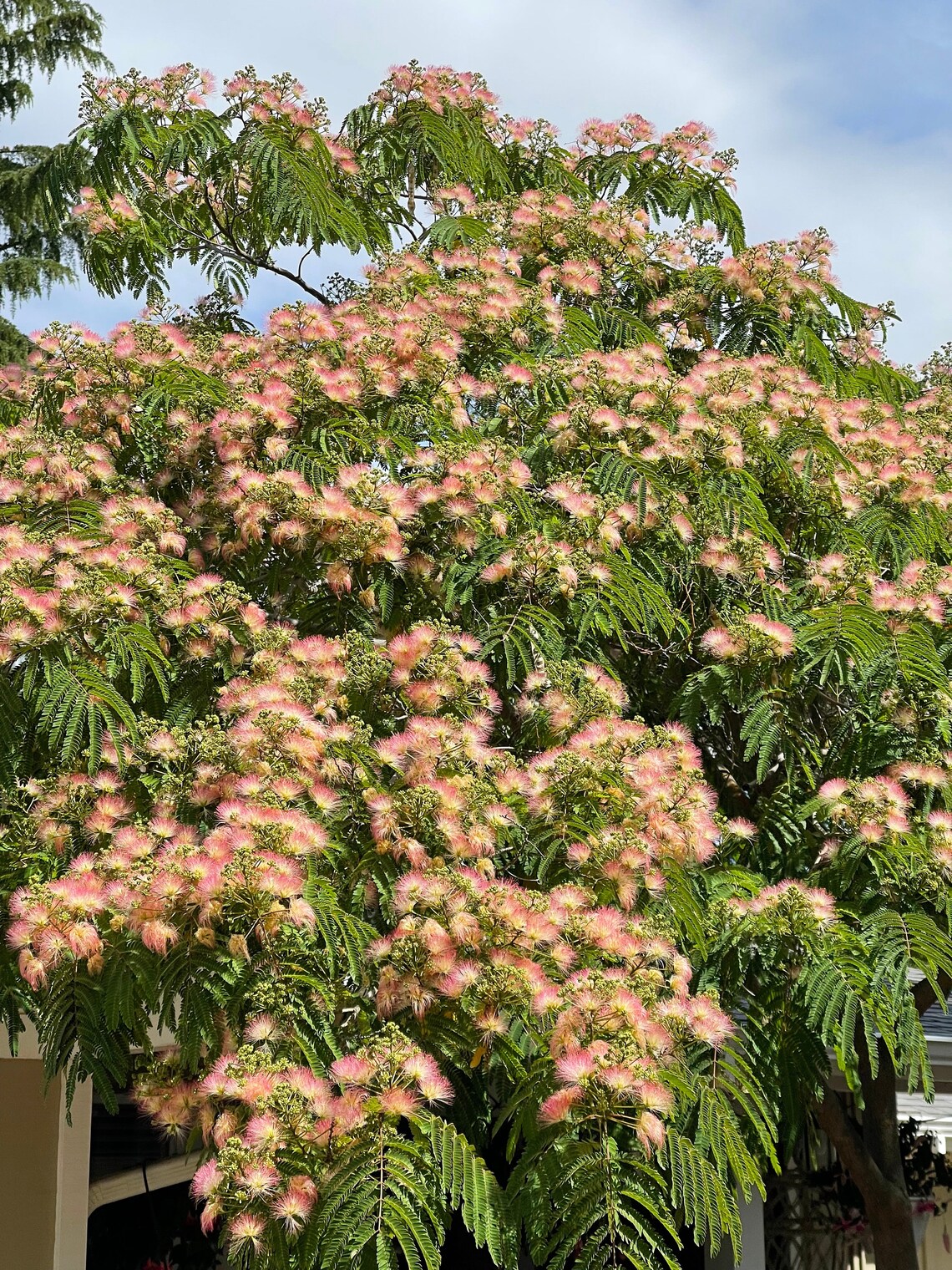 30 Pink Powder Puff Tree Seeds (albizia Julibrissin); Aka Mimosa Tree ...